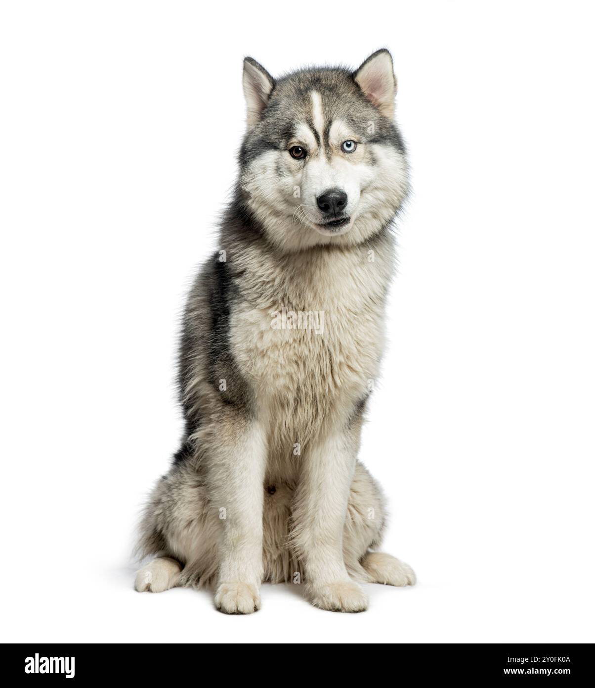 Husky dog with heterochromia, different colored eyes, sitting and ...