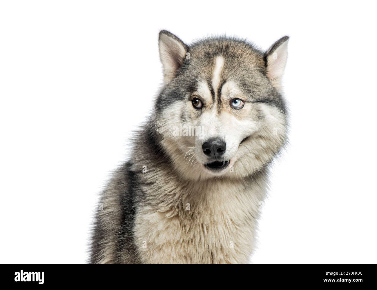 Close up of an expressive siberian husky with heterochromia tilting its ...