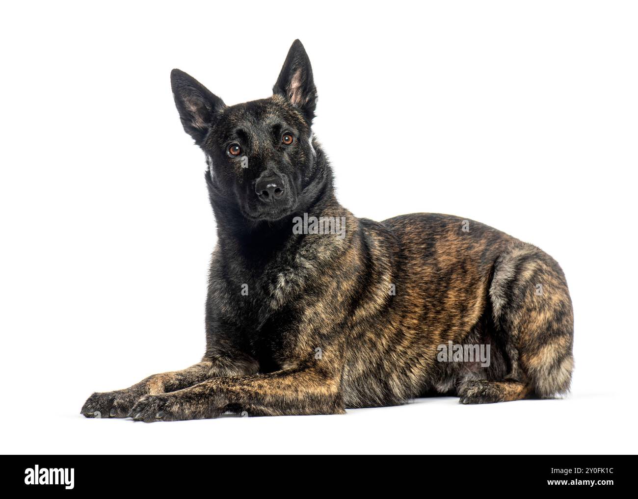 Dutch Shepherd dog lying down and looking at the camera on a white ...