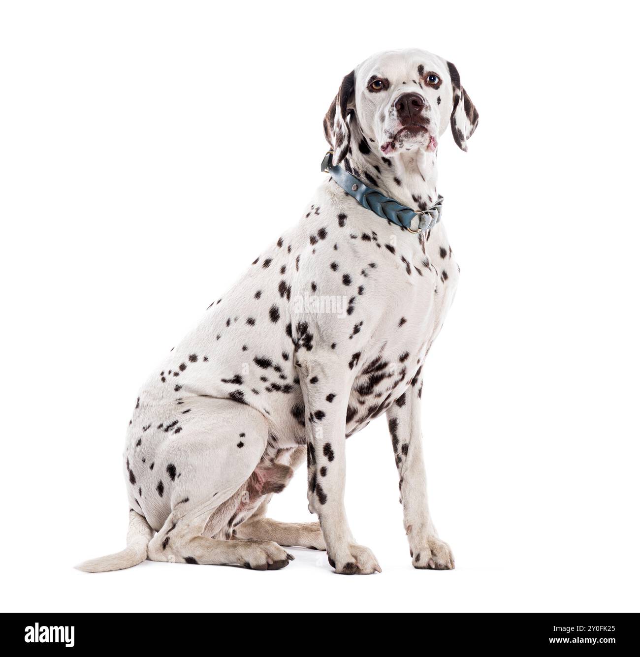 Side view of a Dalmatian dog with brown spots wearing a blue collar ...