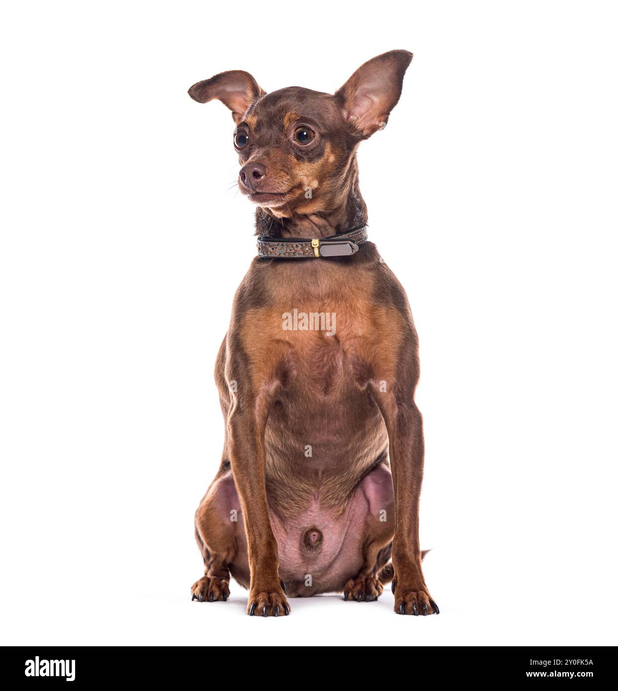 Ratter Cut Out Stock Images & Pictures - Alamy