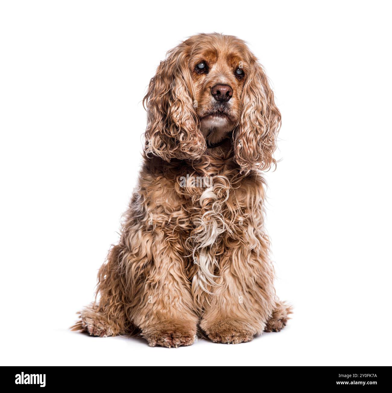 Old Senior, greying and blind English Cocker Spaniel sitting, isolated ...
