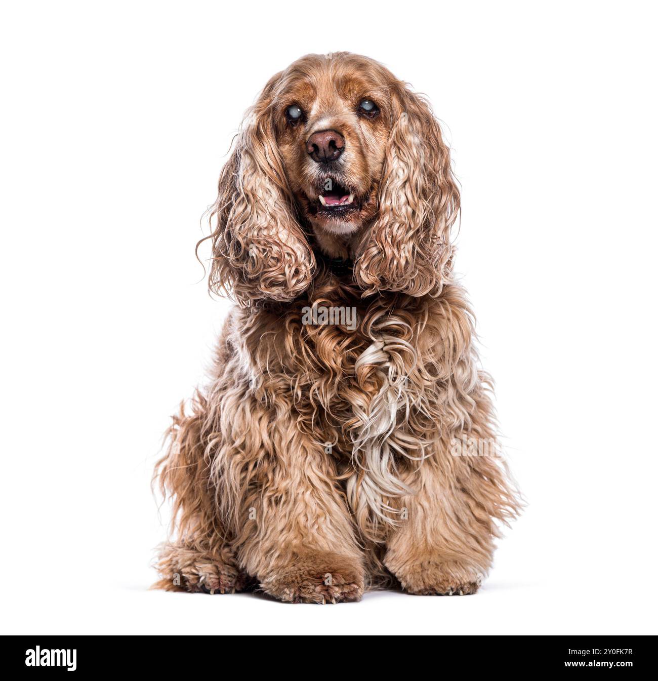 Old Senior, greying and blind English Cocker Spaniel sitting, isolated ...