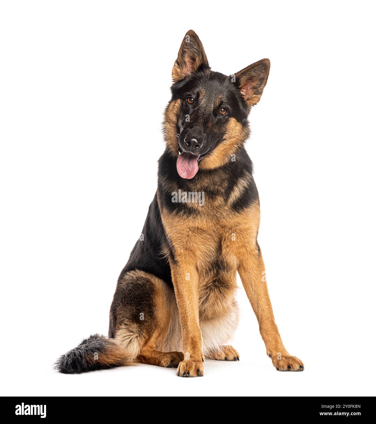 German shepherd dog sitting and panting, looking at the camera head ...
