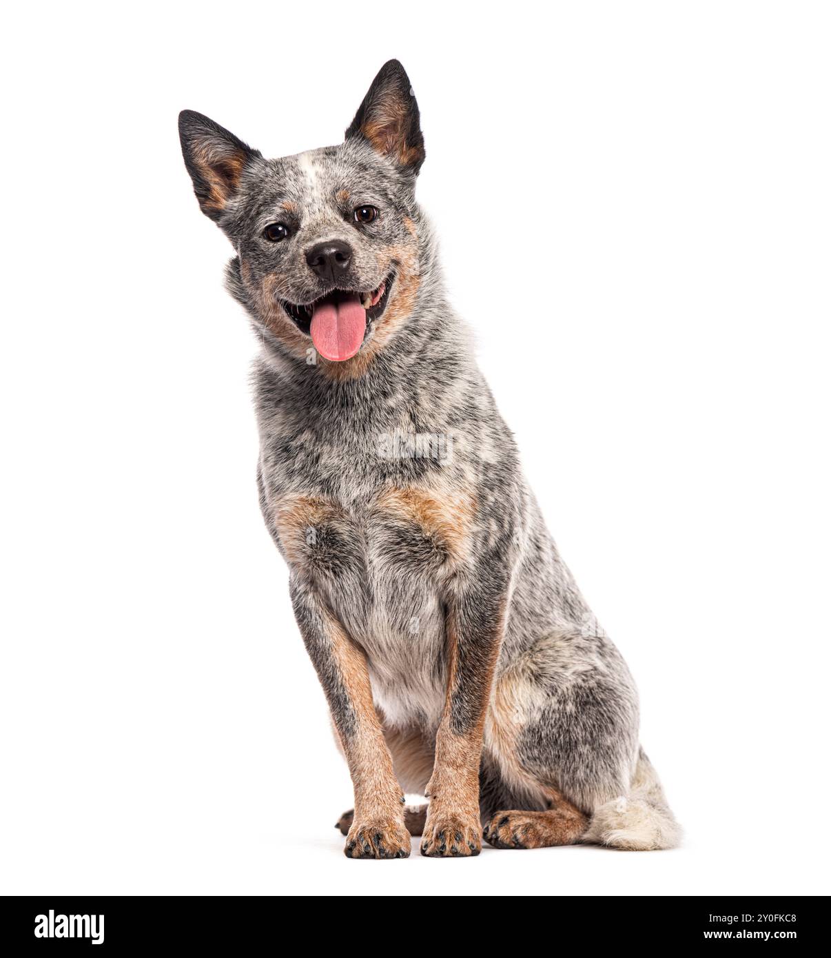Australian cattle dog sitting hi-res stock photography and images - Alamy