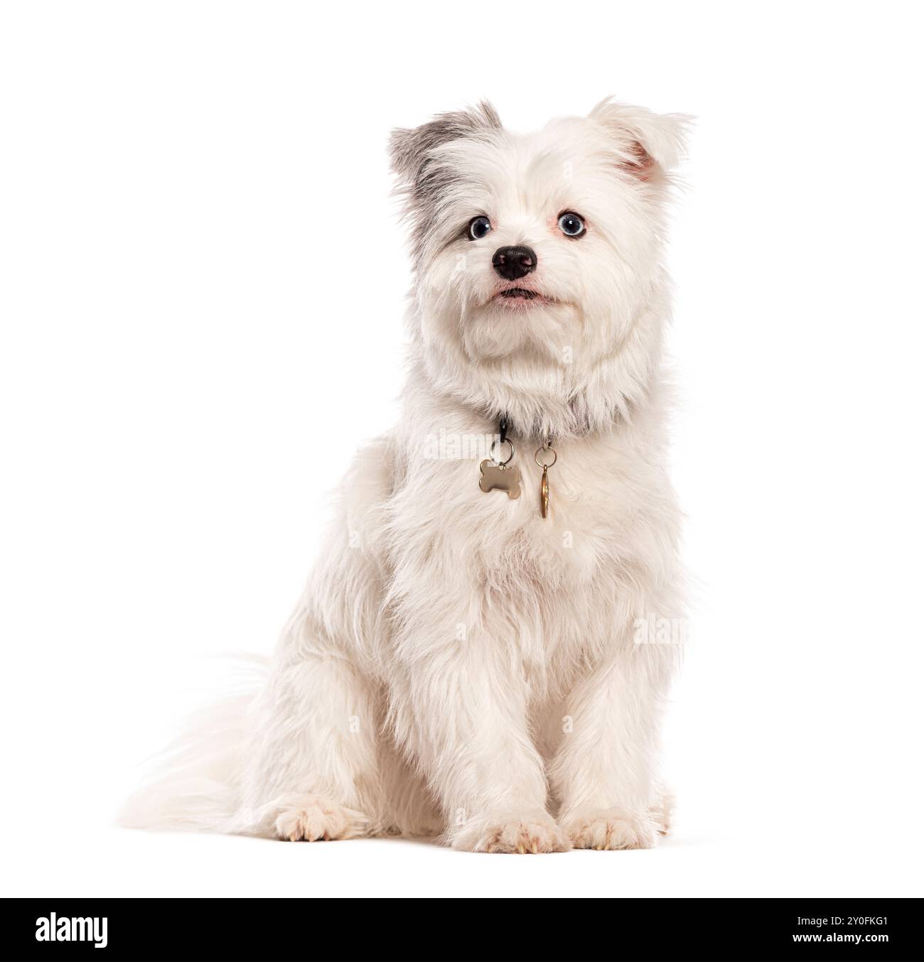 Fluffy white Yorkie pom or Yoranian, is a mix between a Pomeranian and ...