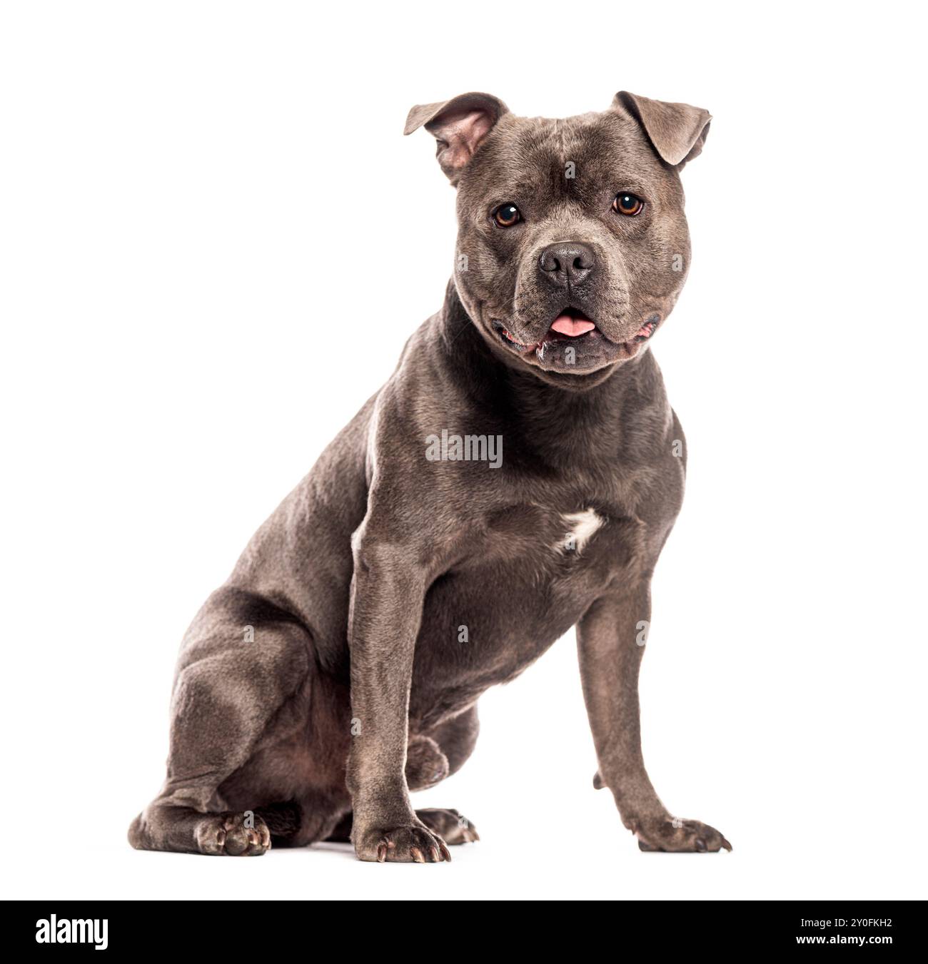 Blue Staffordshire Bull Terrier sitting and looking at the camera ...