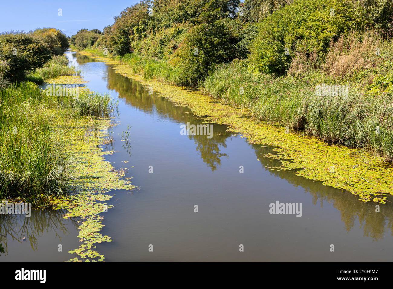 The Royal Military Canal in Hythe, Kent, overgrown with yellow flora ...