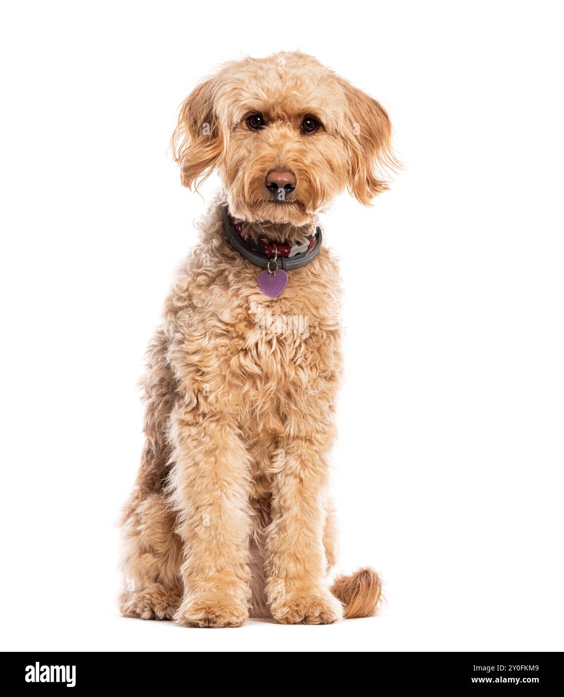 Goldendoodle, Mix a Golden Retriever and a poodle, sitting, looking at ...