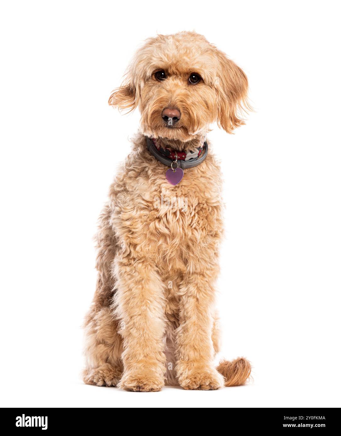 Goldendoodle, Mix a Golden Retriever and a poodle, sitting, looking at ...