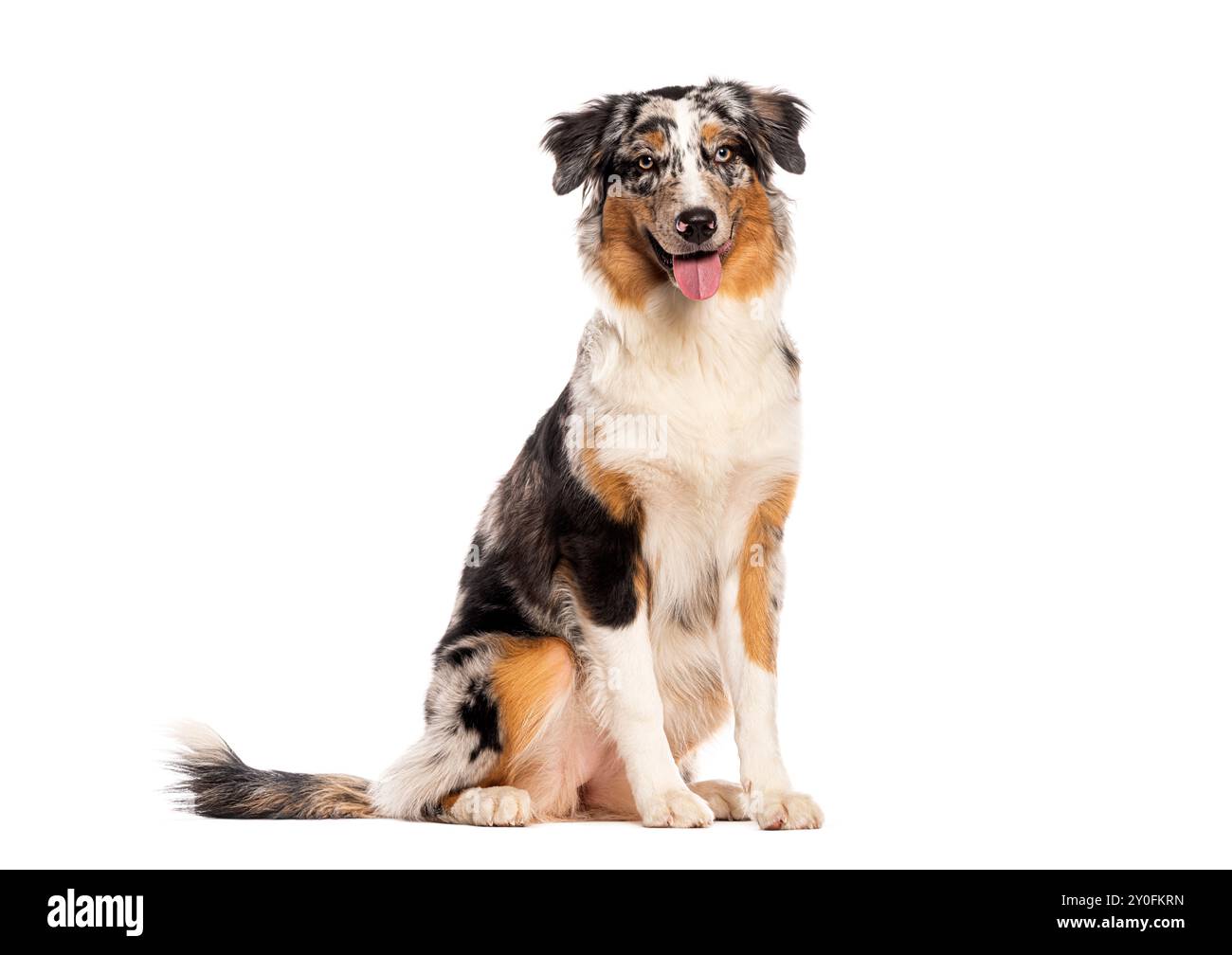 Australian Shepherd Black And White Spotted