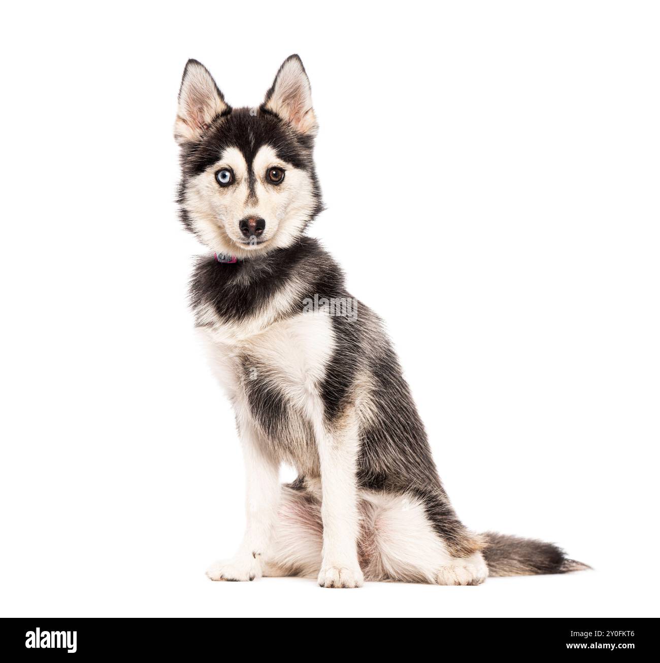 five months old puppy Pomsky odd eyed sitting and panting, looking at ...