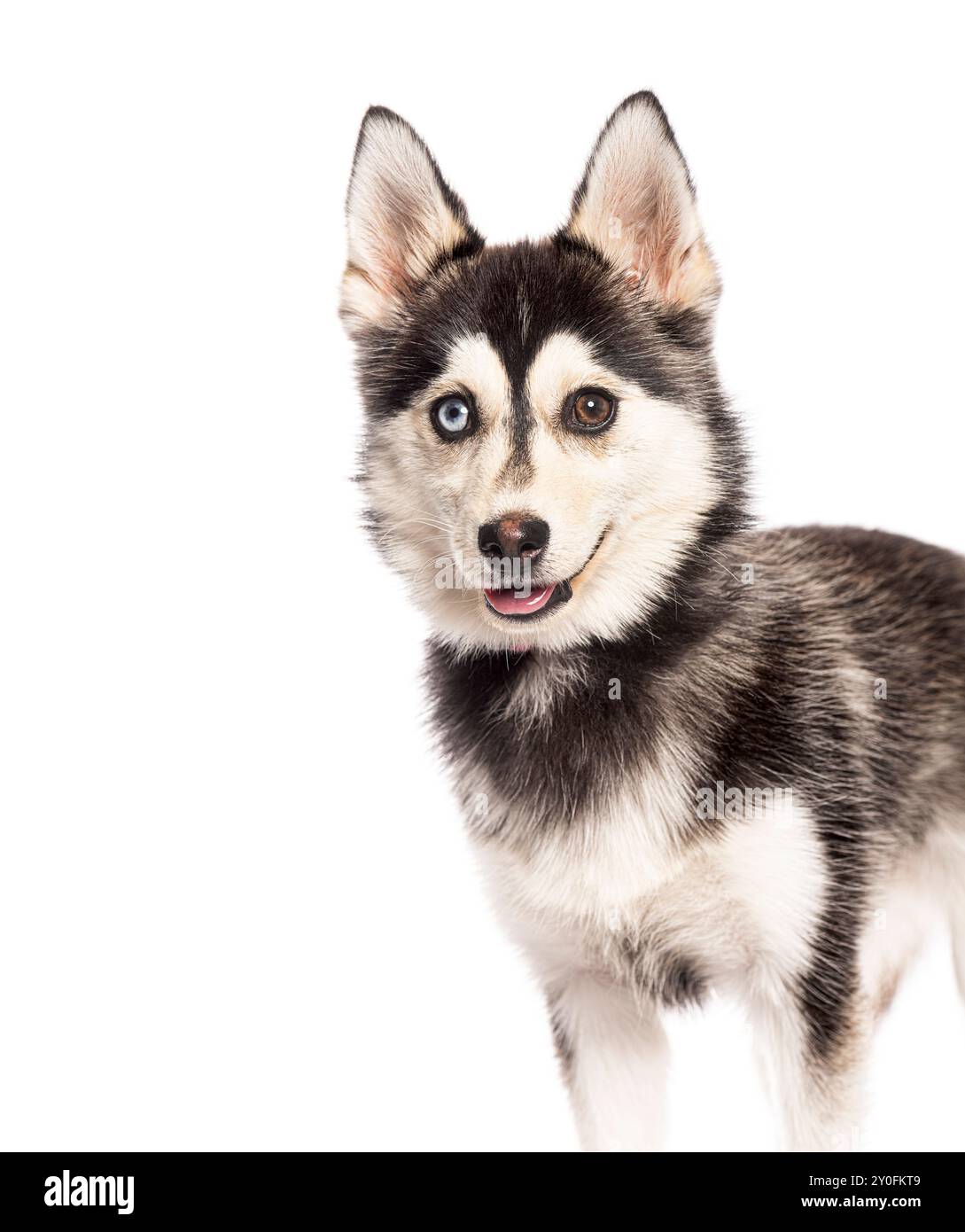five months old puppy Pomsky odd eyed standing and panting on a white ...