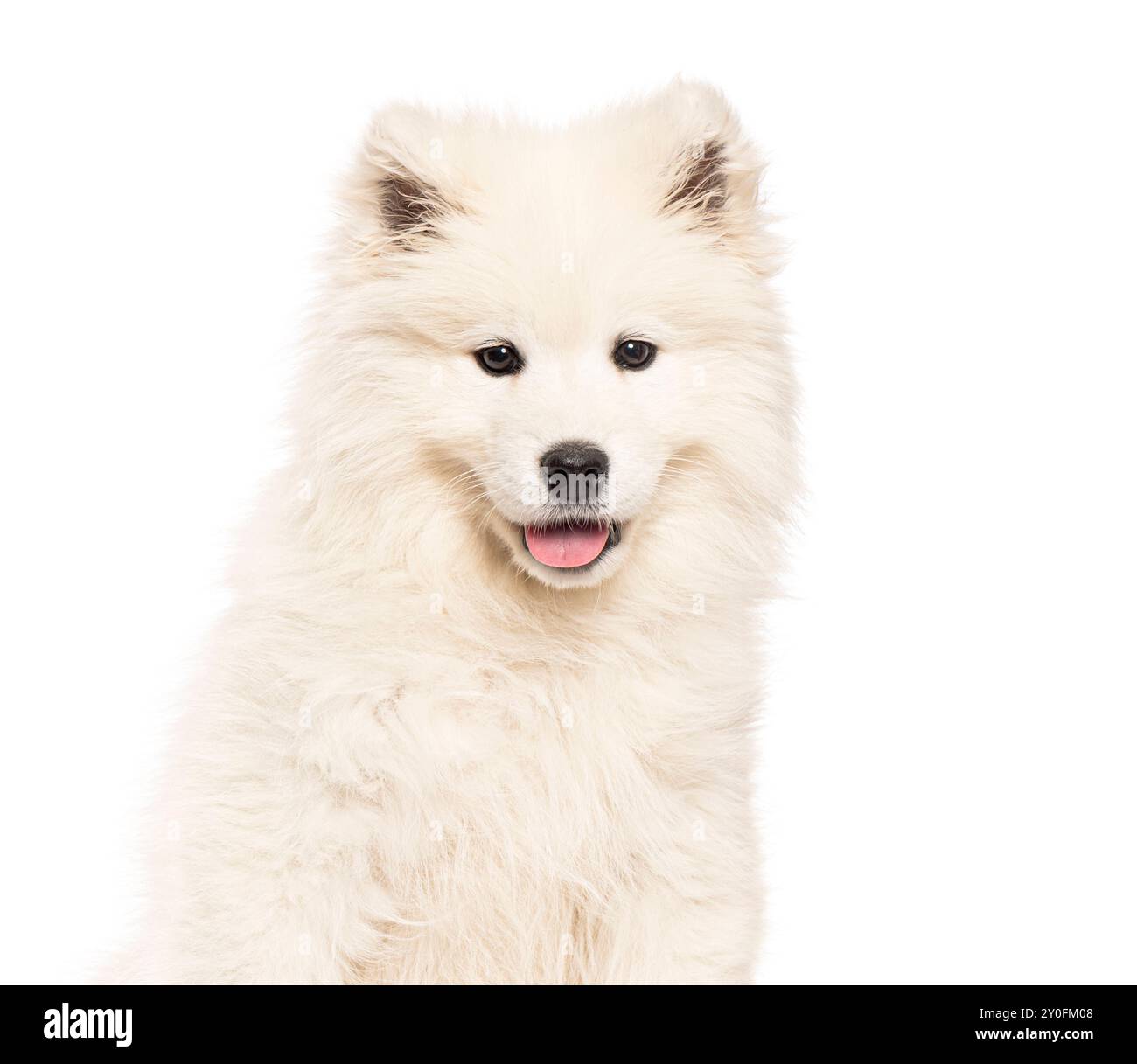 White fluffy small samoyed hi-res stock photography and images - Alamy