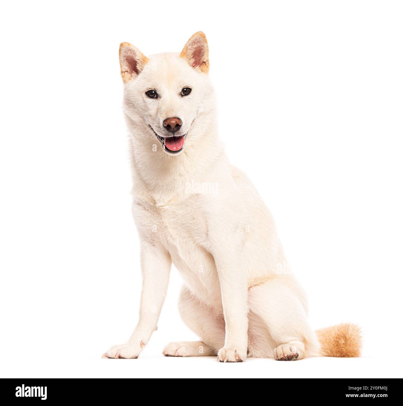 White shiba inu dog sitting on white background and panting Stock Photo ...