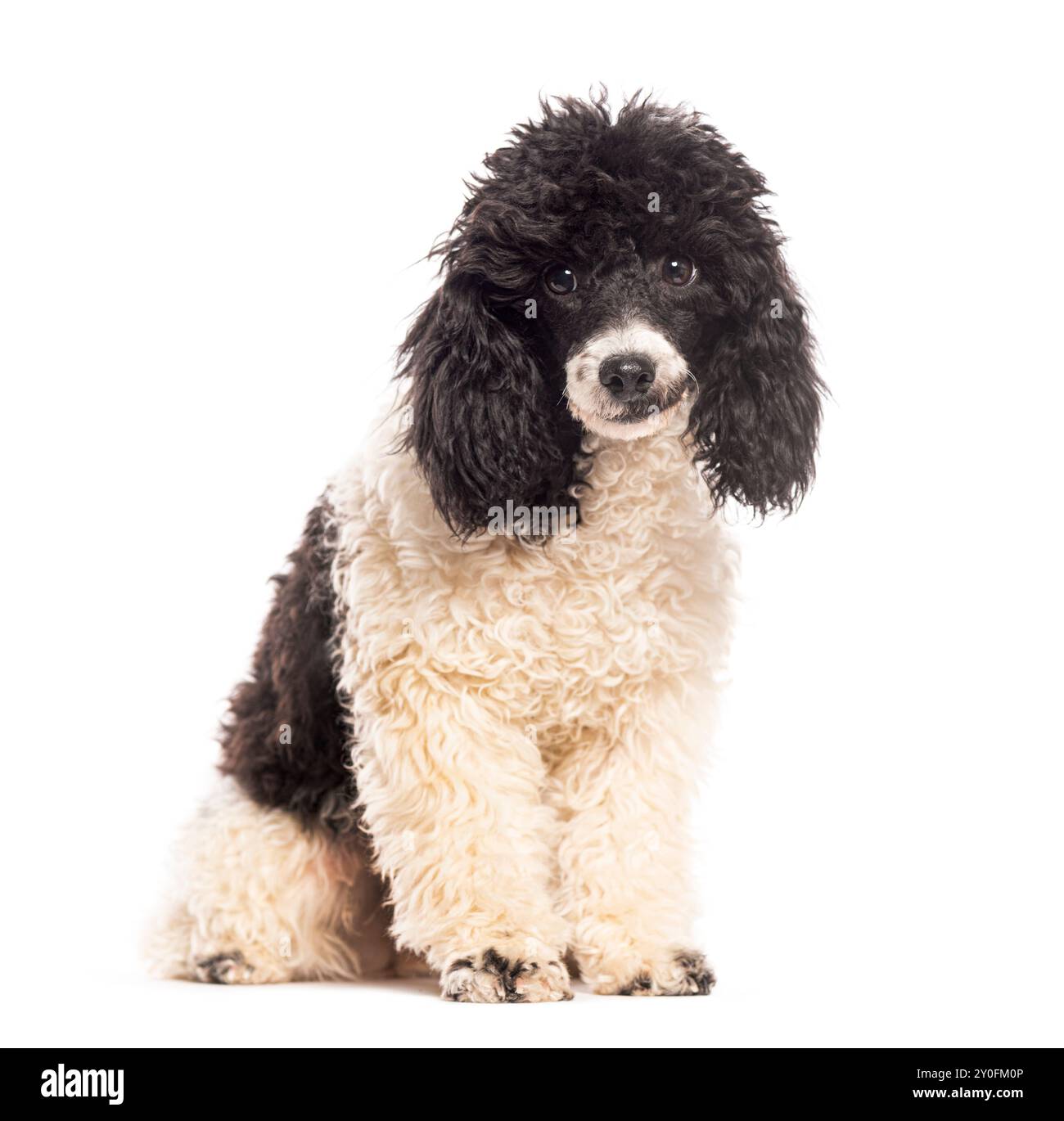 Black and white Poodle sitting on white background Stock Photo - Alamy