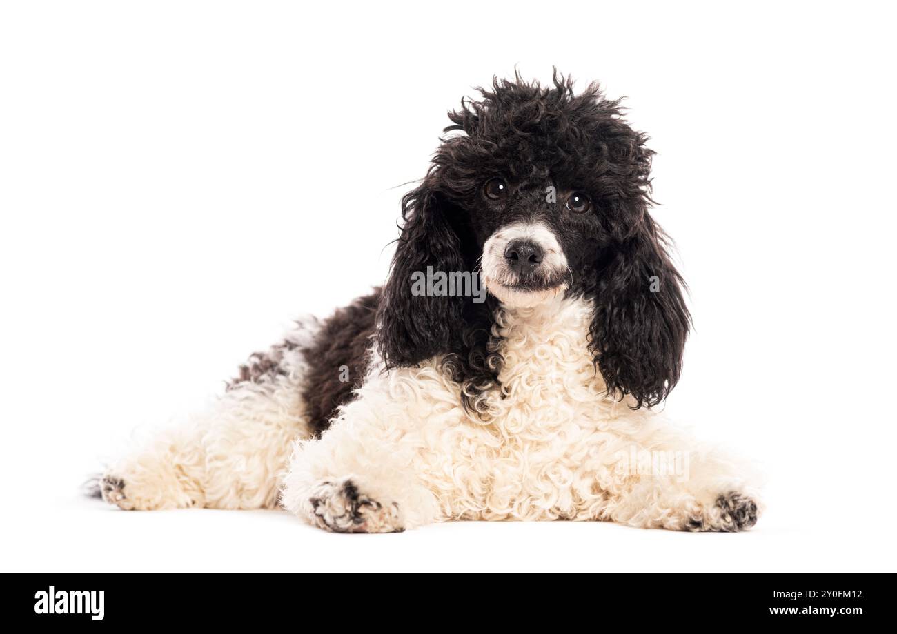 Black and white poodle lying on the floor and looking forward at the ...