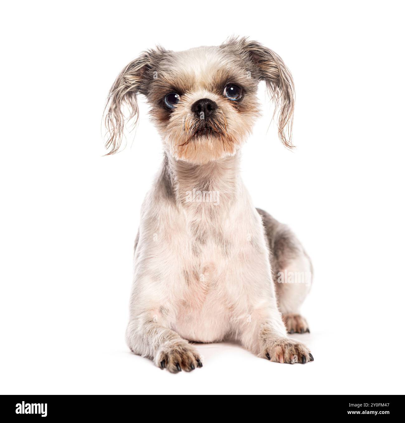 Curious dog lying on Cut Out Stock Images & Pictures - Alamy