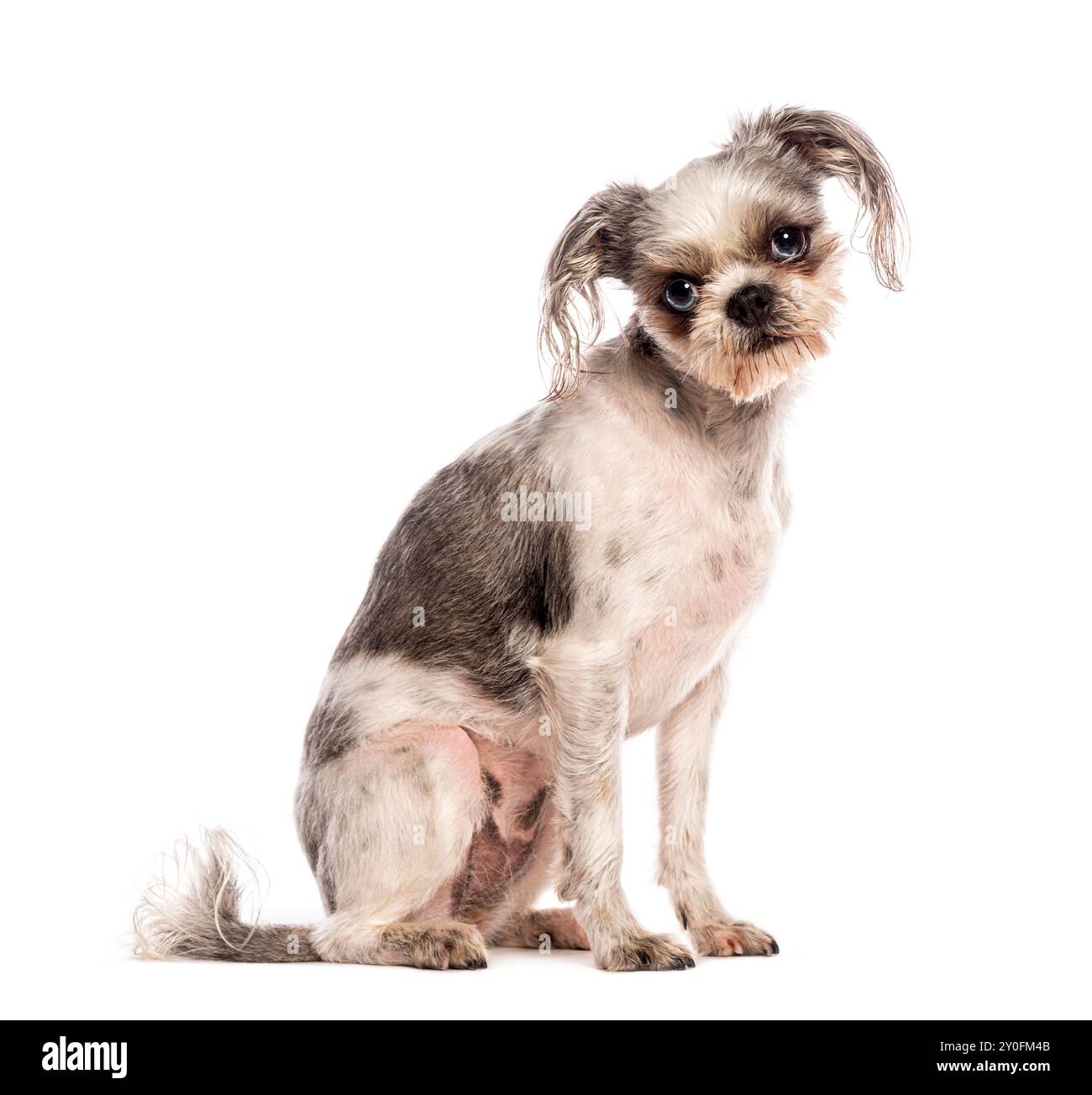 Ugly Crossbreed That 3 4 Week Old UGLY Stage Will Really Get You 😳