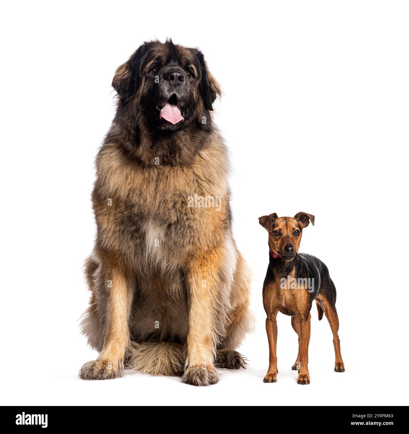 Leonberger dog and a miniature pinscher dog sitting side by side ...