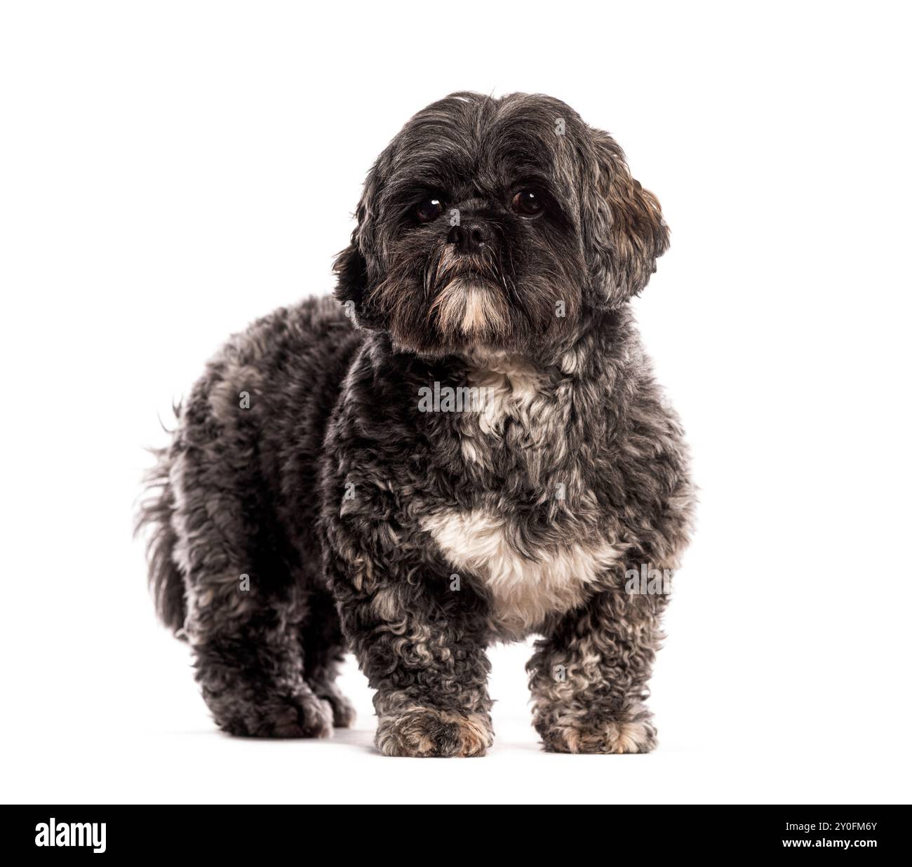 Adorable Lhasa apso dog standing and looking with curiosity on white ...