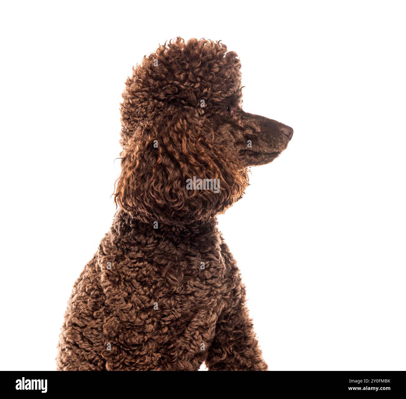 Brown gromed poodle dog sitting in profile with head turned to the ...