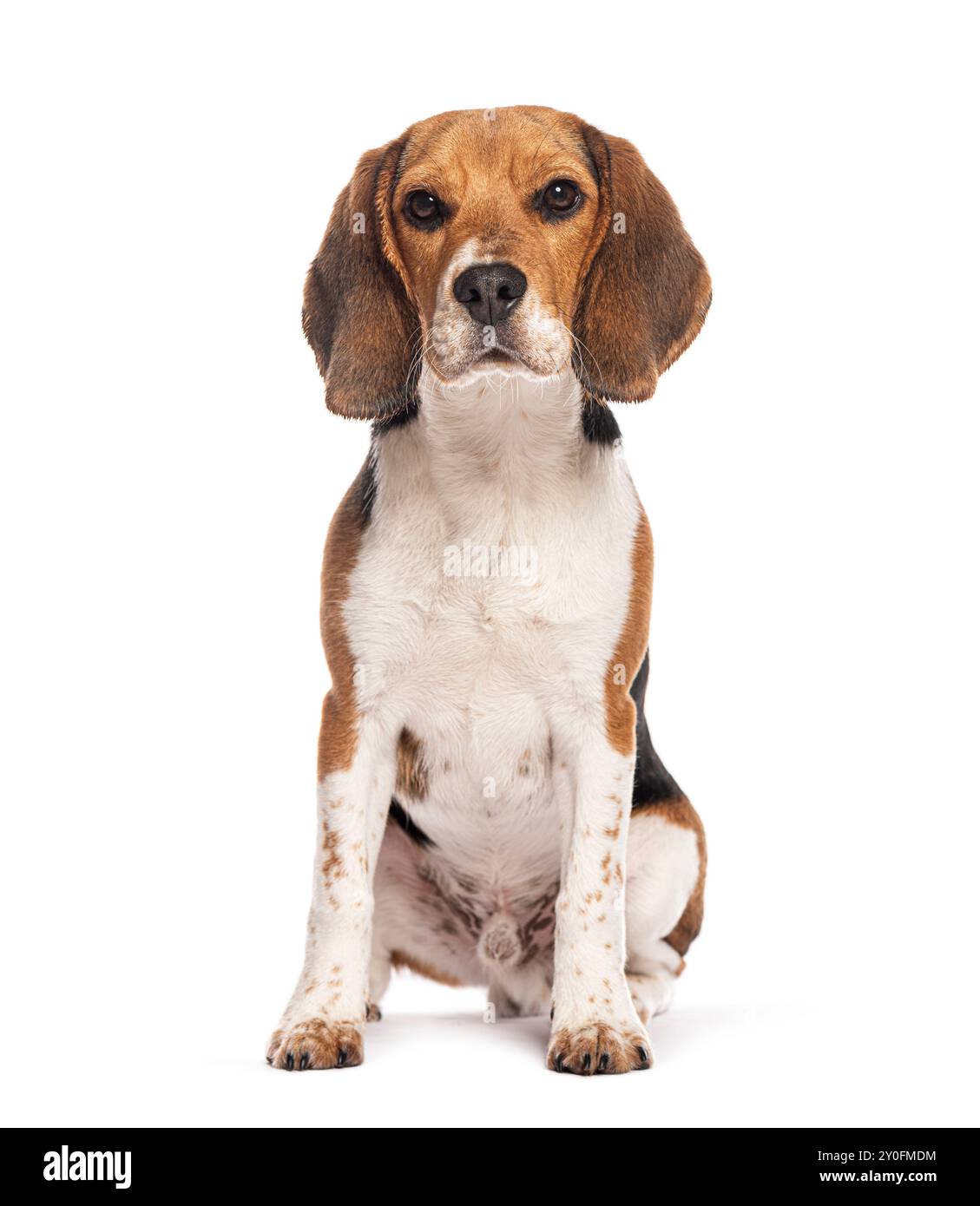 Adult beagle sitting on the floor and looking, isolated on white Stock ...