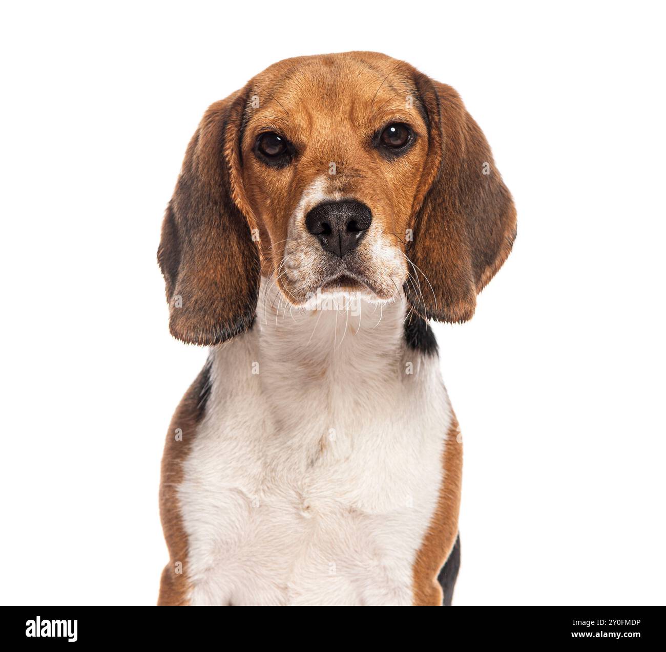 Headshot of a Serious beagle dog sitting and looking at camera on white ...