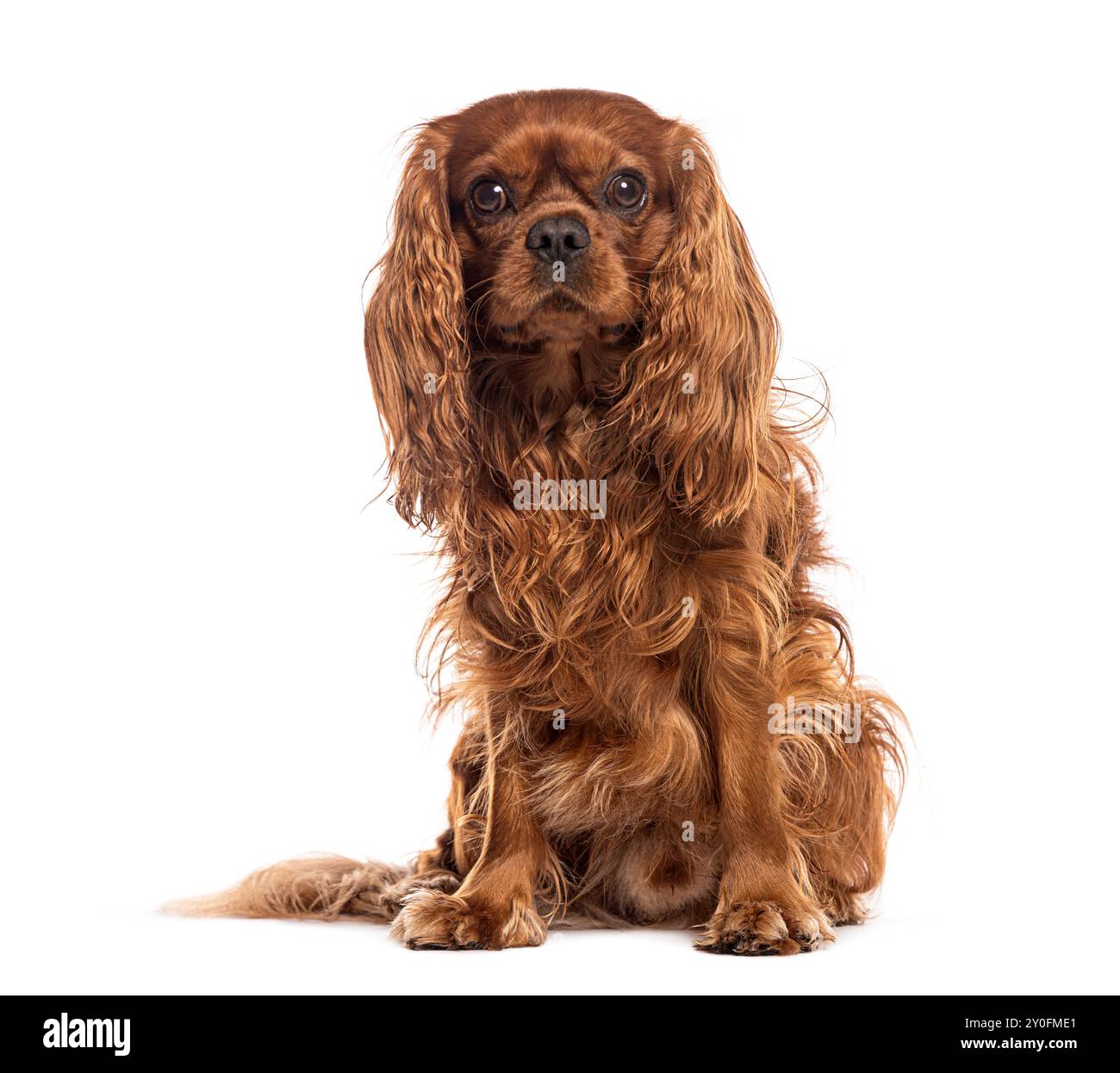 Adult cavalier king charles spaniel with long reddish brown fur sitting ...