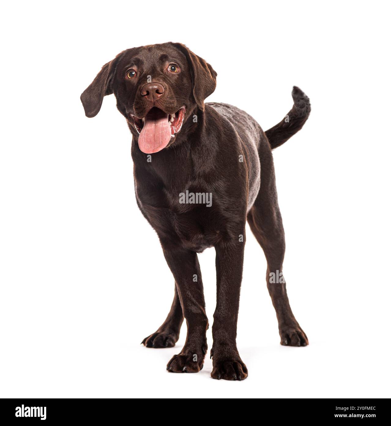 Chocolate labrador retriever standing, looking happy and wagging its ...