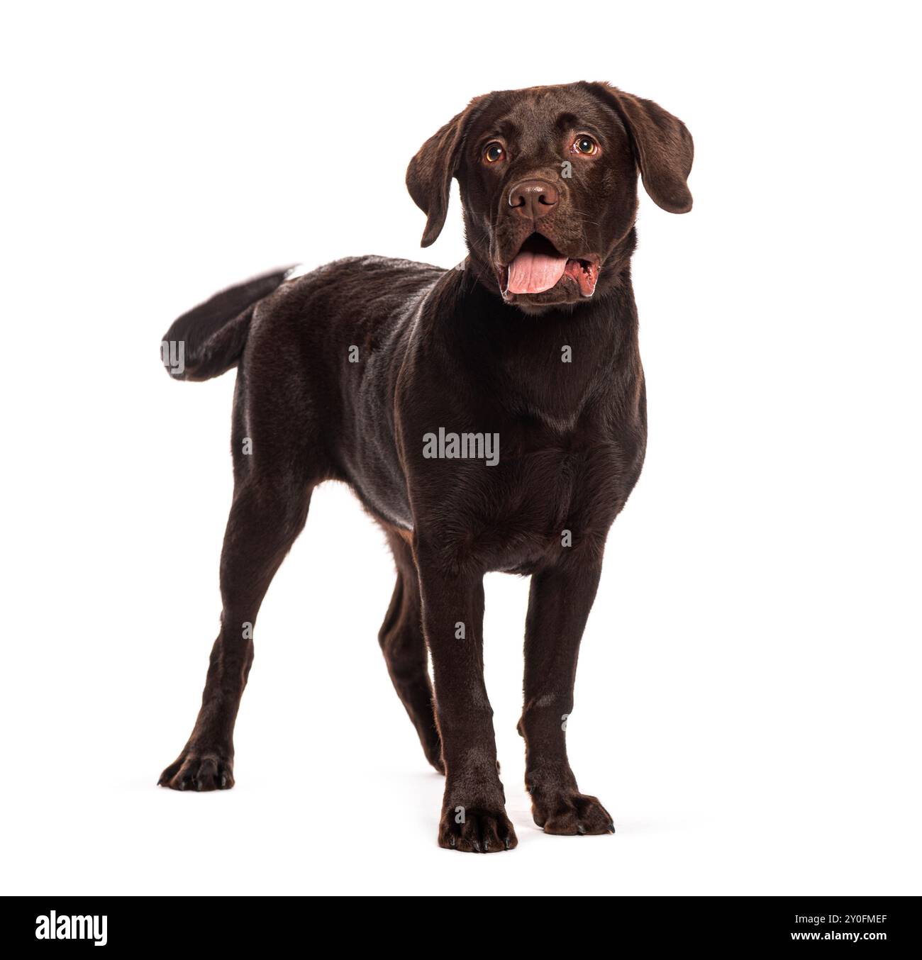 No hair on tail hi-res stock photography and images - Alamy