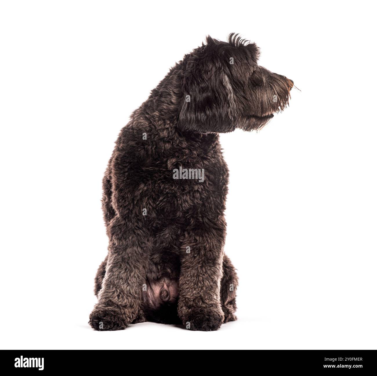 Curious black goldendoodle dog sitting and looking backwards over white ...