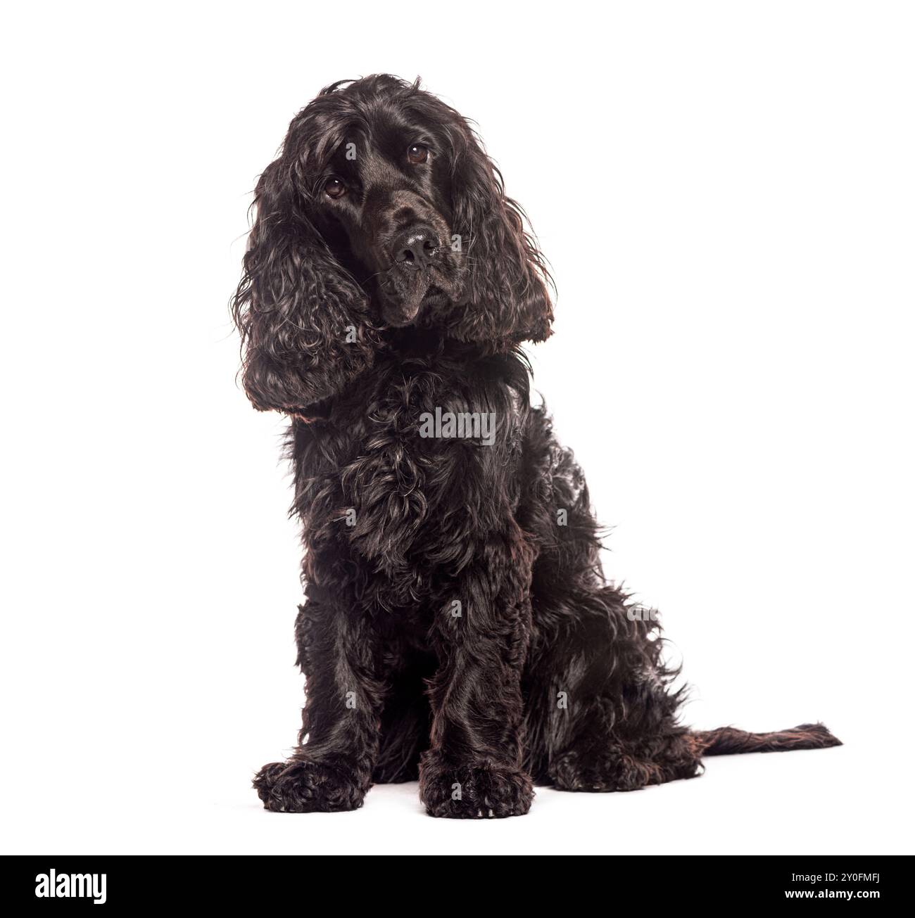 Curious black cocker spaniel dog sitting and waiting on a white ...