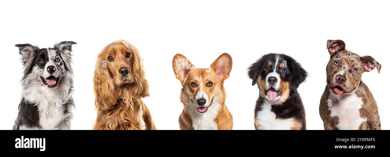 Collage of Five different dogs breeds and size looking happy at the camera and panting on a ...