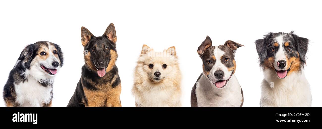 Collage of Five different dogs breeds and size looking happy at the camera and panting on a ...