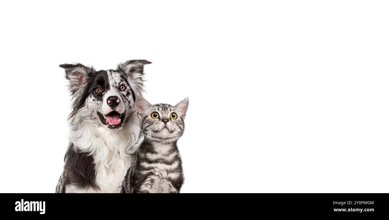 Border collie dog and tabby cat sitting together on a white background ...