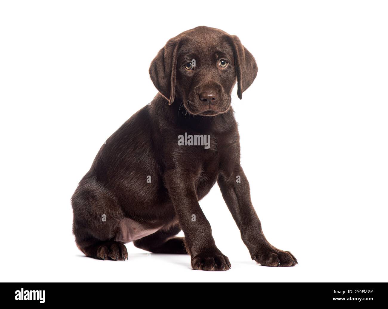 Two months old Chocolate labrador retriever puppy sitting on the floor ...