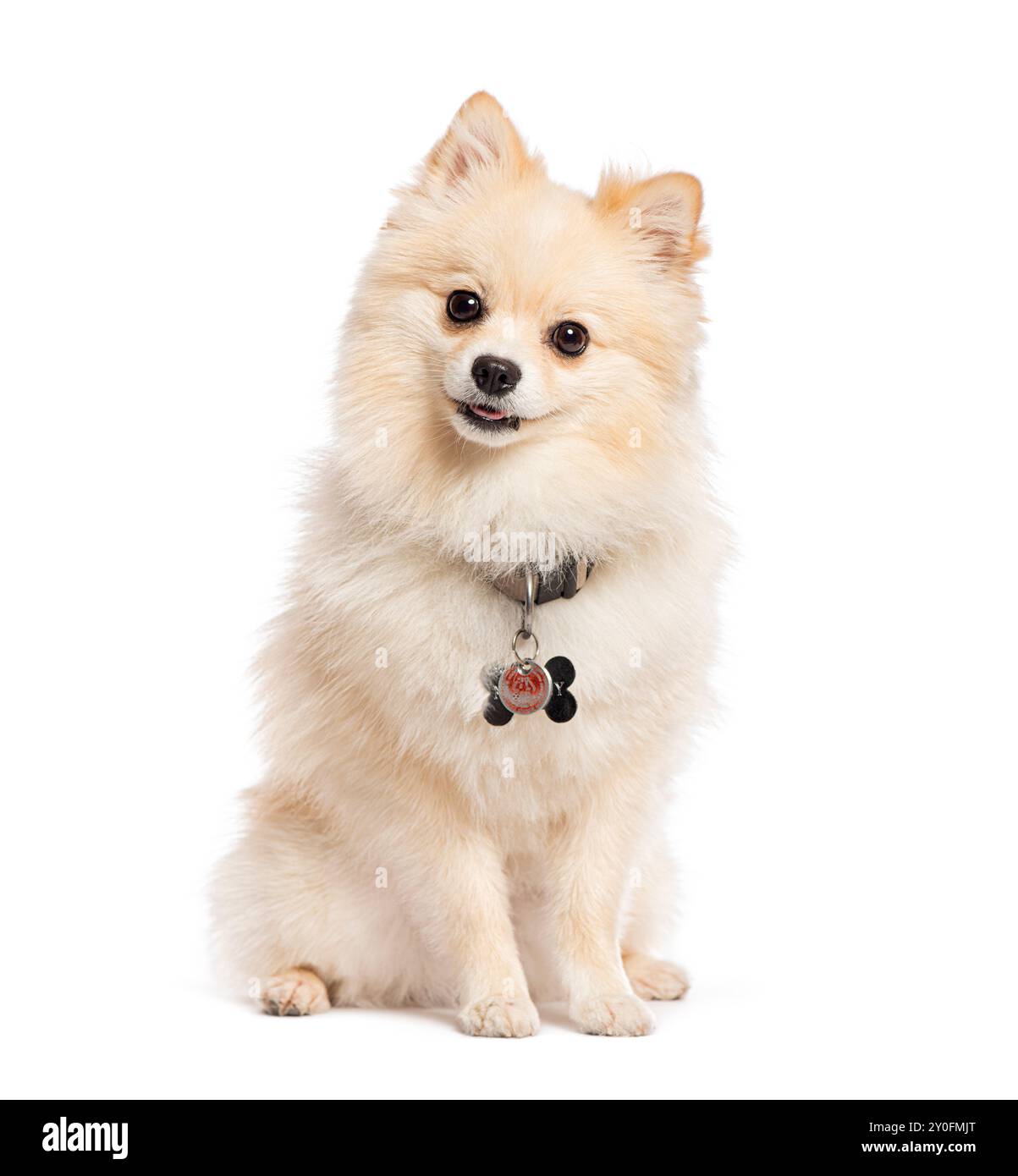 Cute pet pomeranian dog with fluffy fur sitting on a white background ...