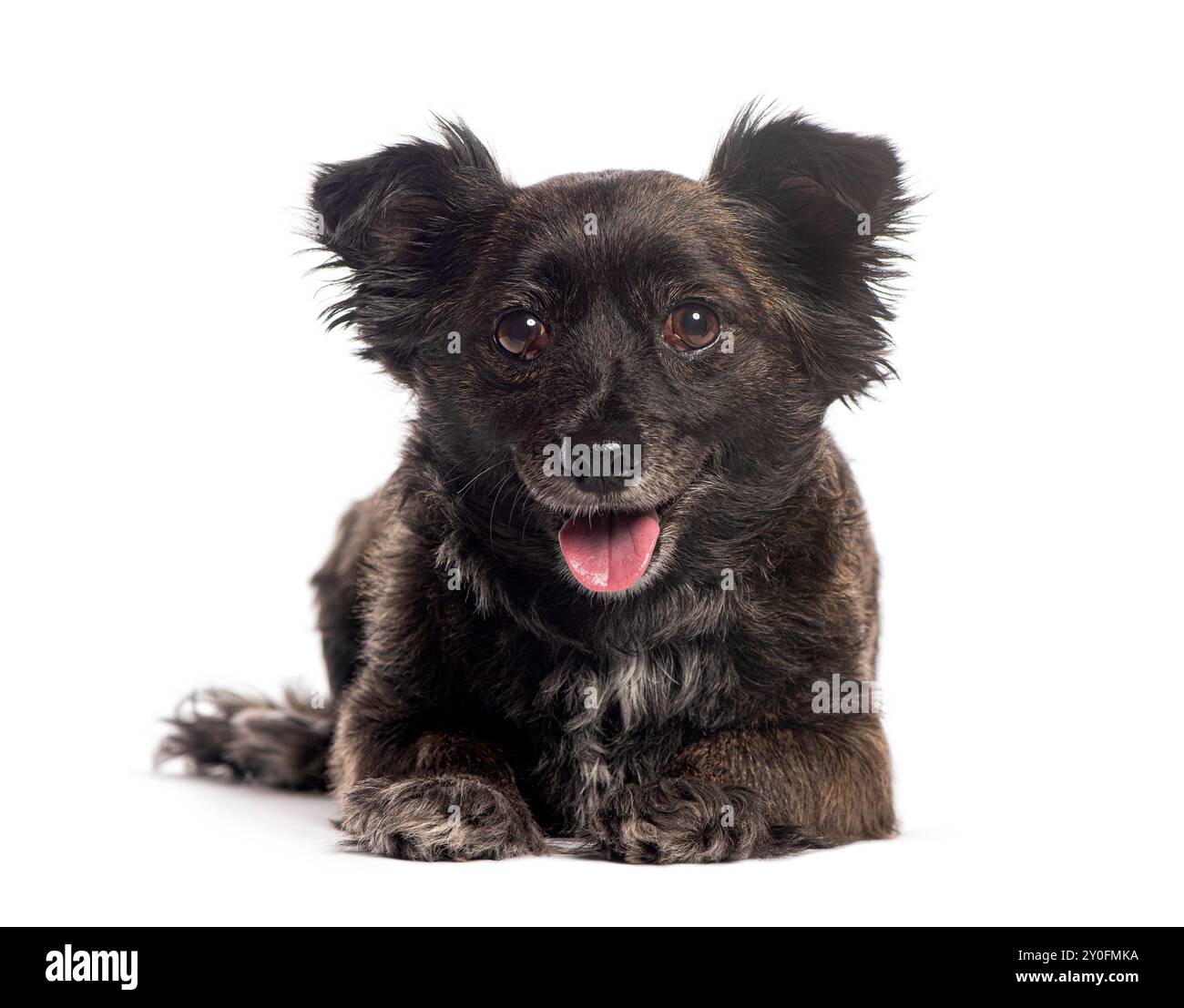 Cute small dog lying Cut Out Stock Images & Pictures - Alamy