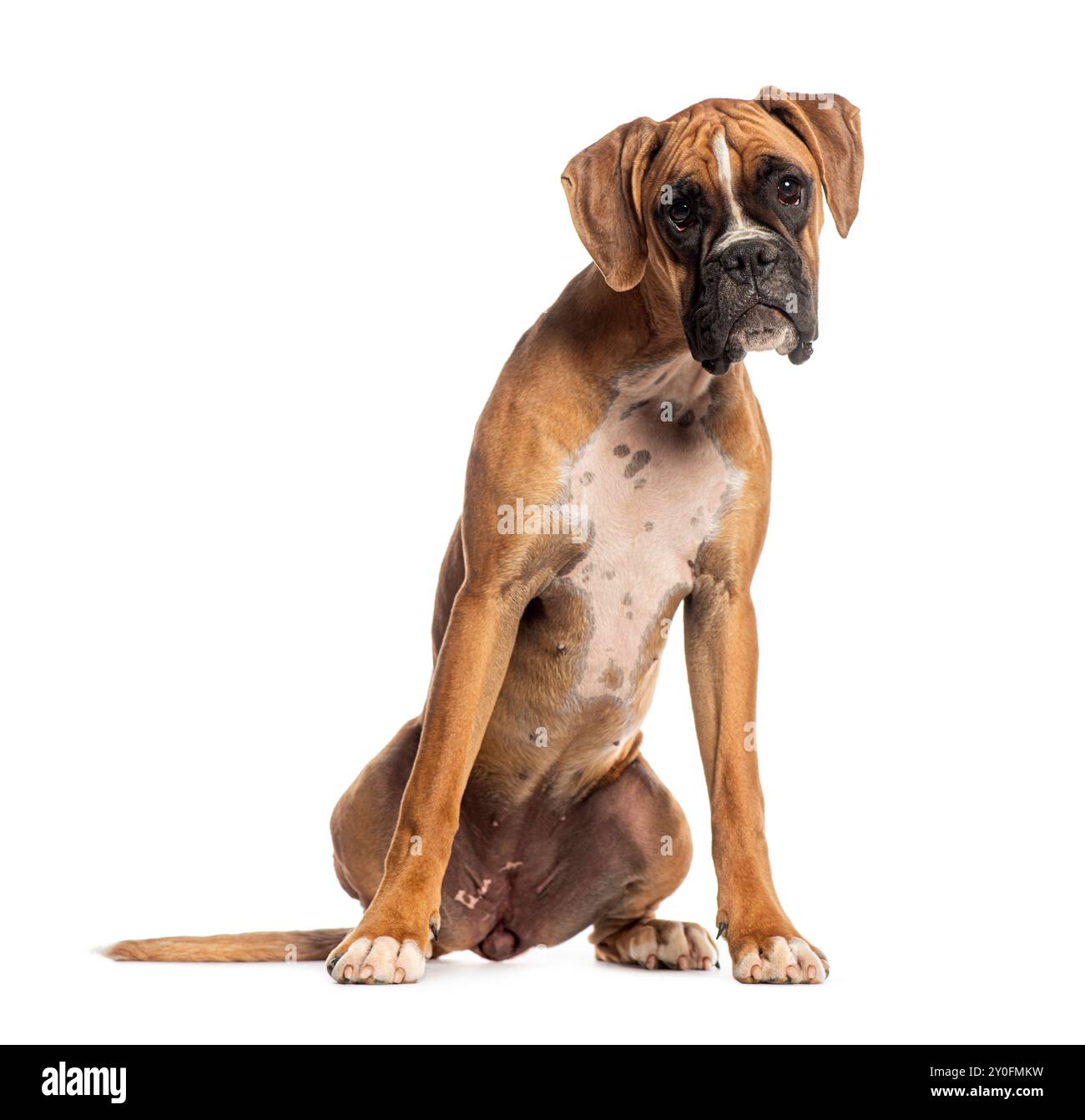 Boxer dog sitting and staring curiously on a white background Stock ...