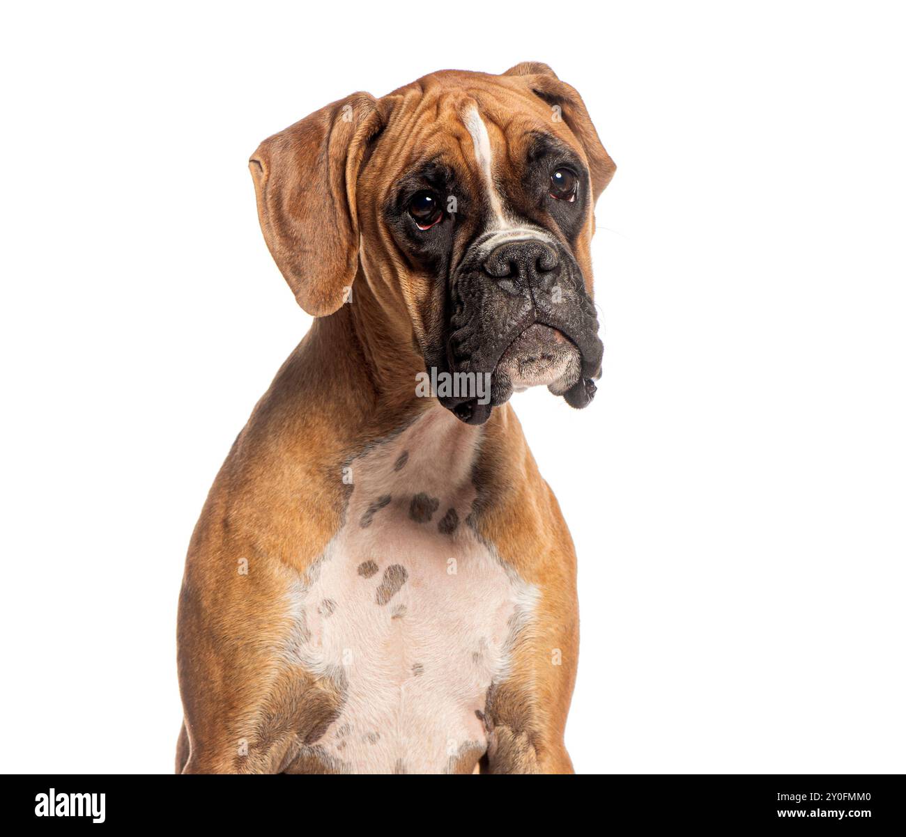 Boxer dog sitting and looking away from the camera on a white ...