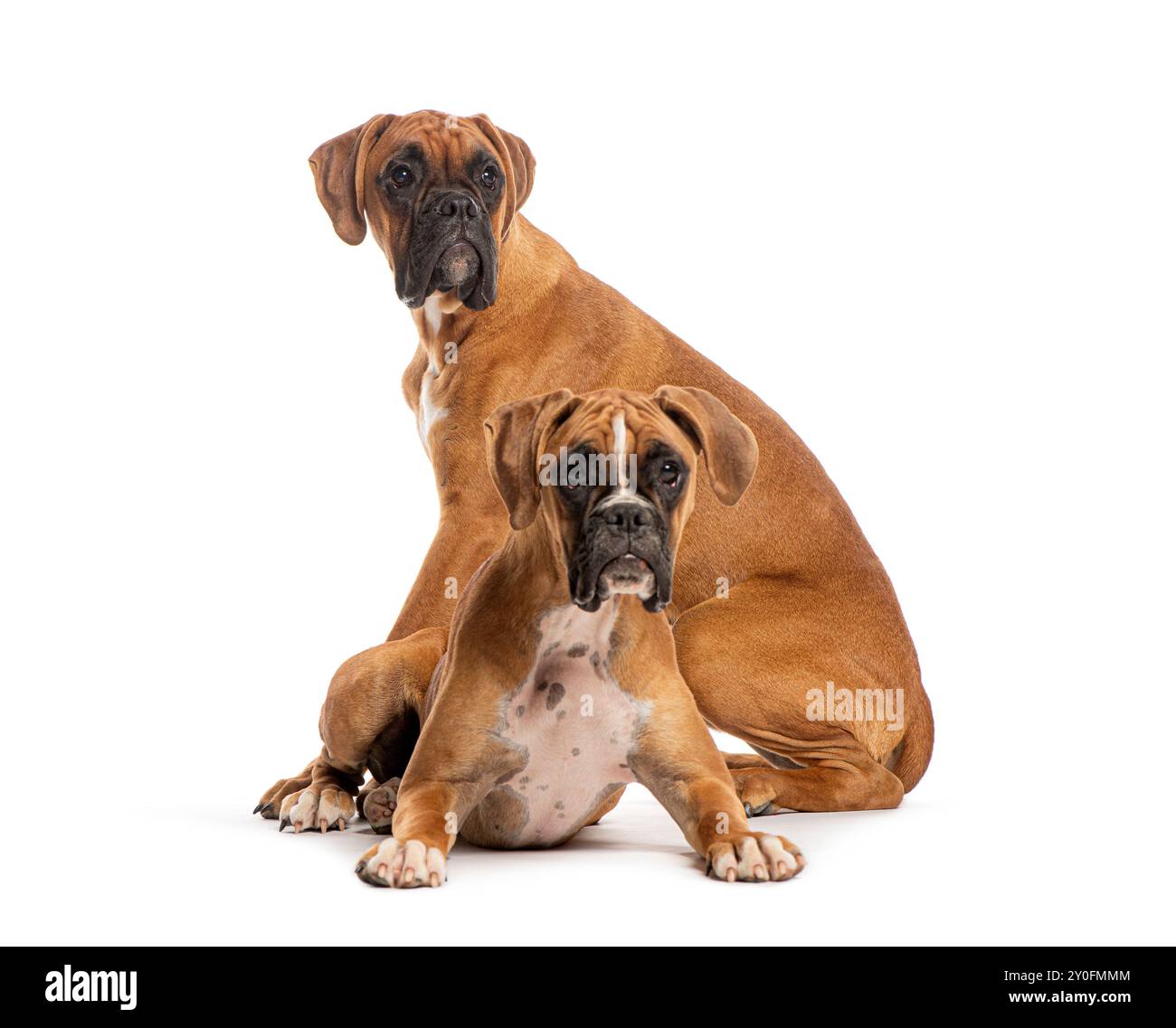 Two boxer dogs sitting together against a white background, looking ...