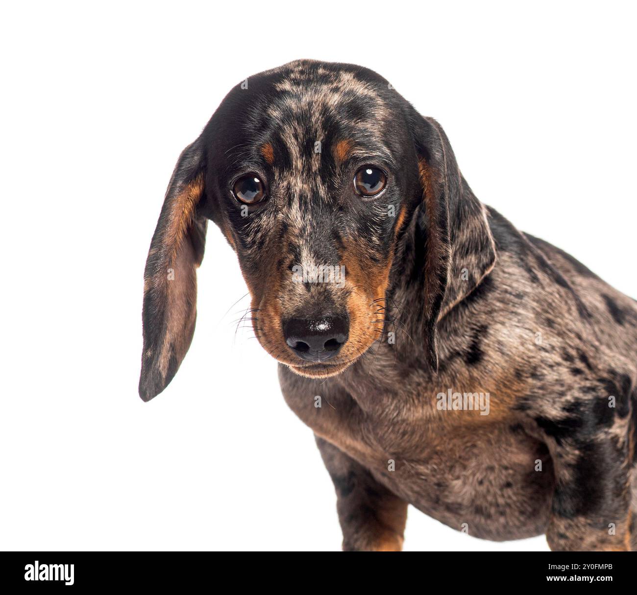 Cute dachshund puppy with brown and black fur is posing on a white ...