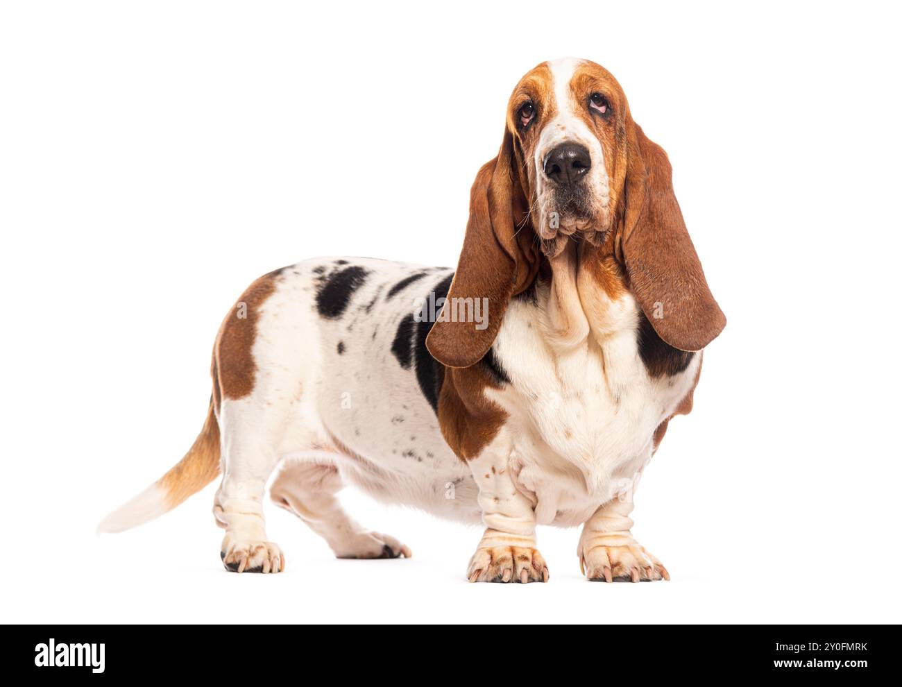 Basset hound standing and looking up with a sad expression on a white ...