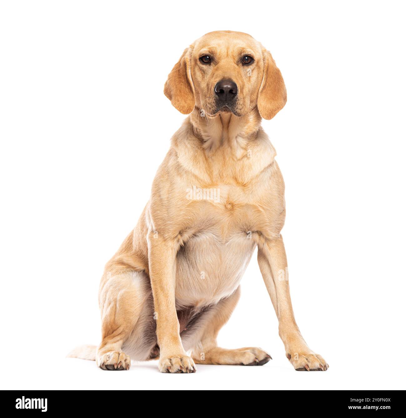Long haired labrador Cut Out Stock Images & Pictures - Alamy