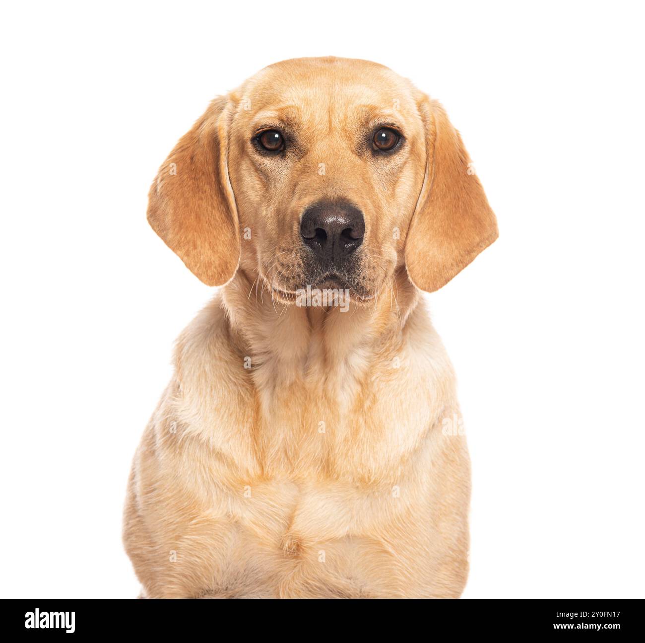 Beautiful yellow lab staring intently with a white background Stock ...
