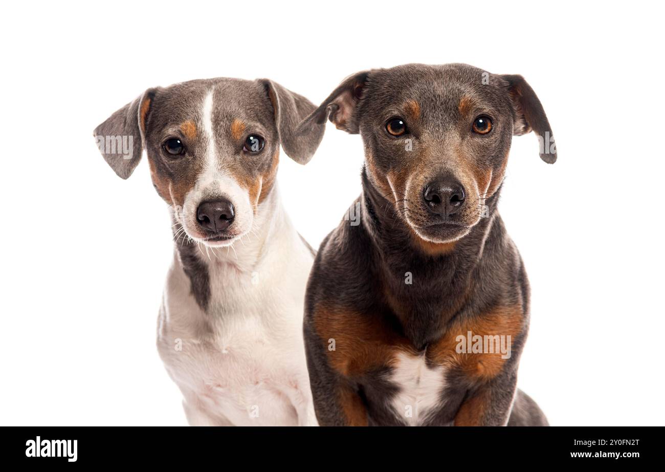 Two dogs sitting next to each other, looking at the camera Stock Photo ...