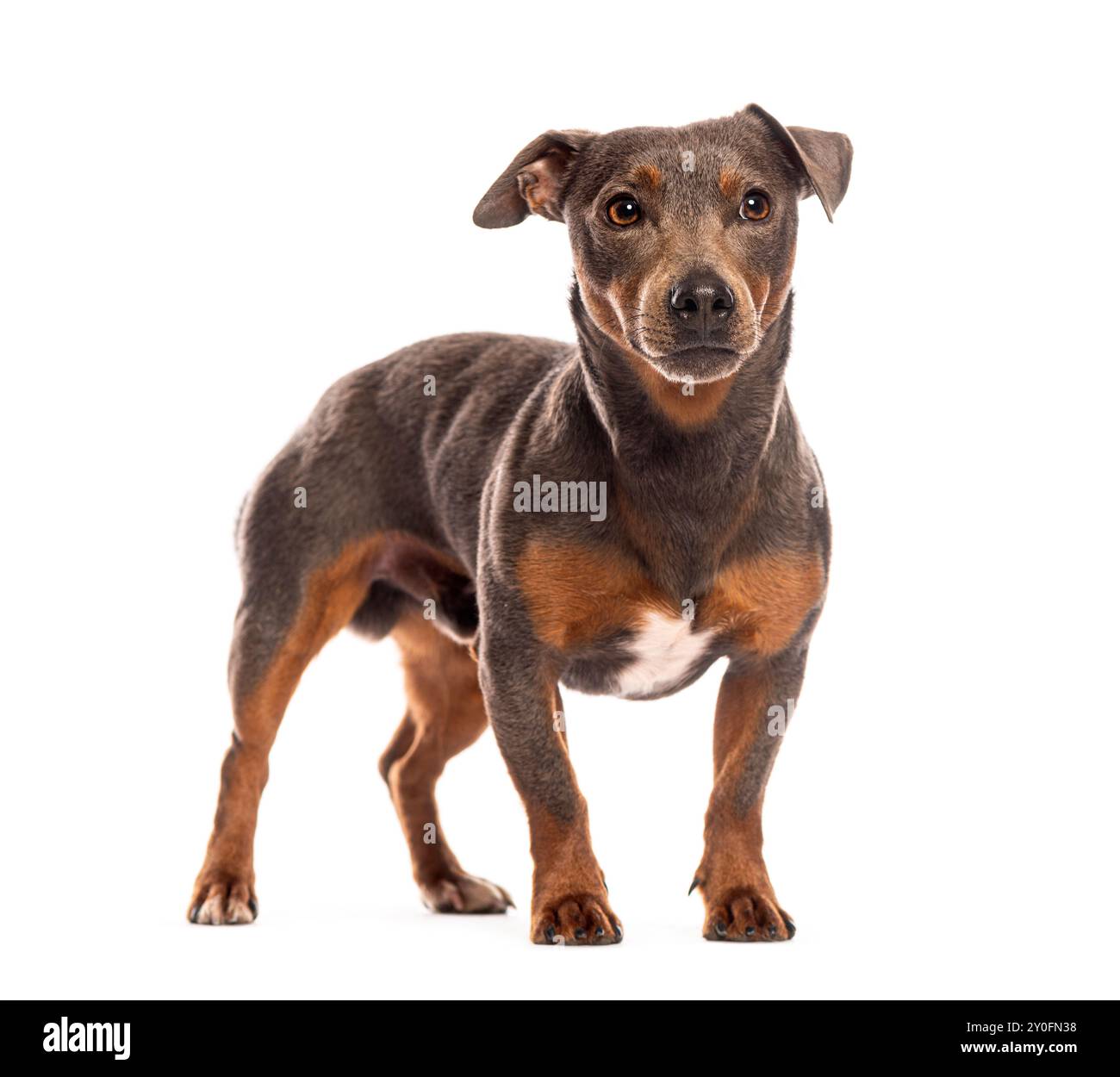 Terrier dog profile on white background Cut Out Stock Images & Pictures ...