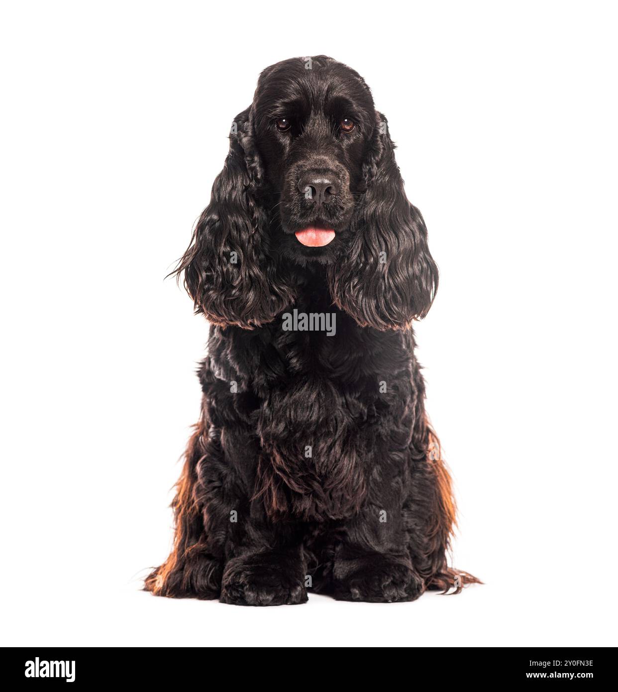 Beautiful black english cocker spaniel dog sitting on the floor and ...