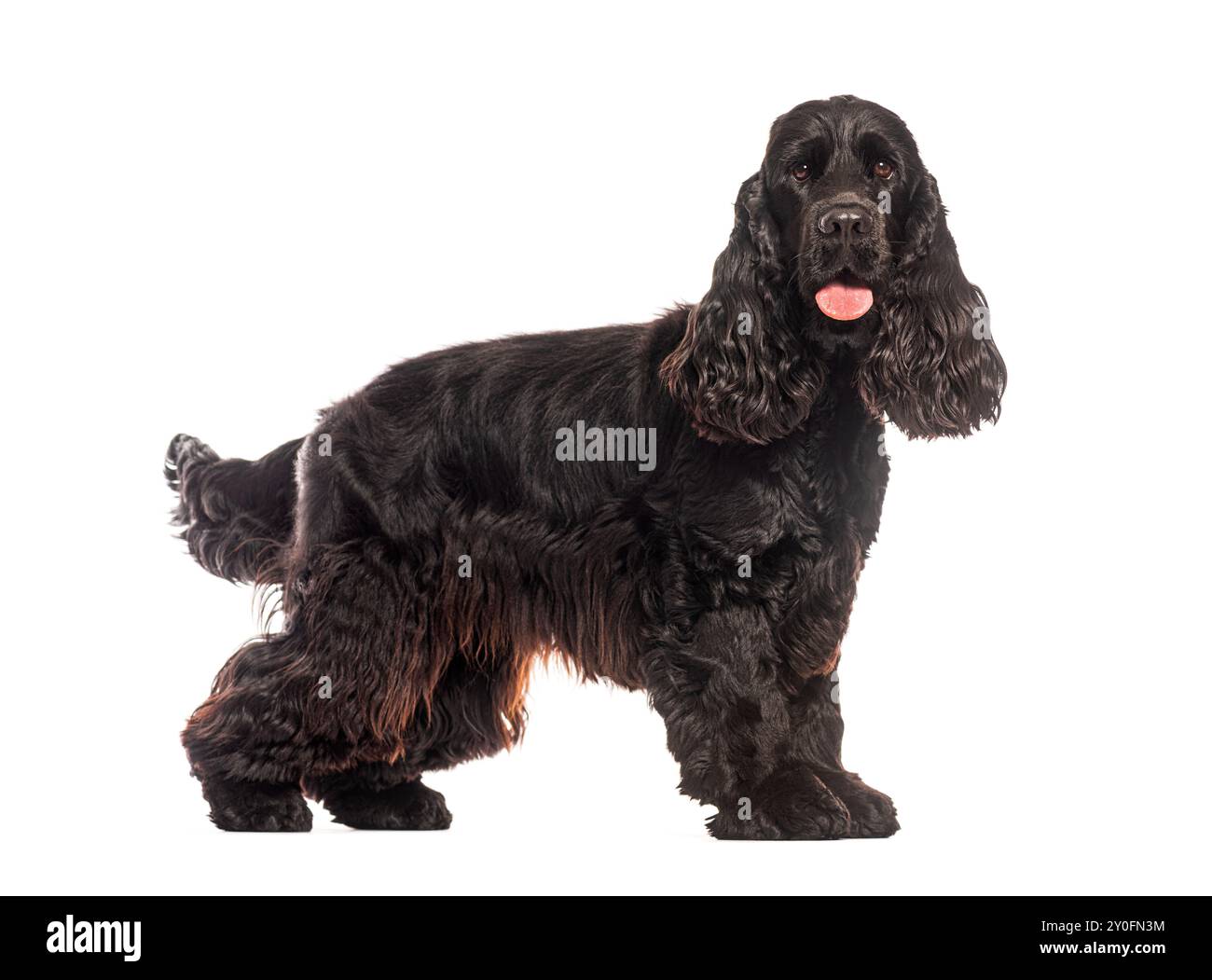 Side view of a black english cocker spaniel standing on a white ...
